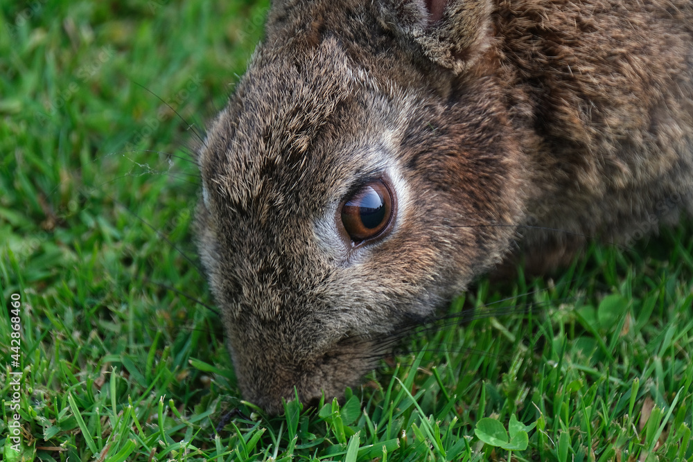Rabbits are small mammals in the family Leporidae of the order ...