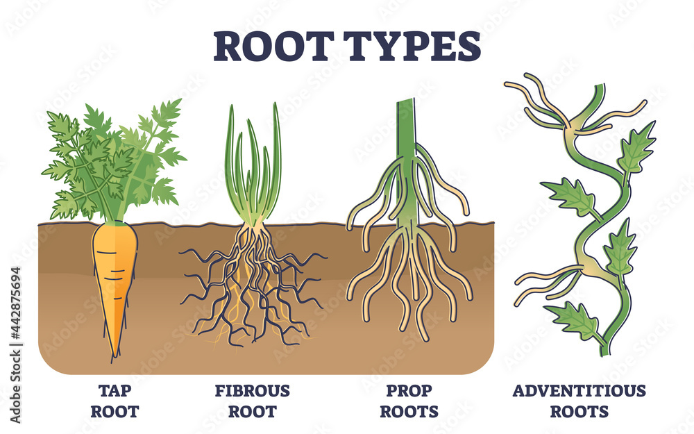 Root Types Examples In Soil From Side View In Biological Outline