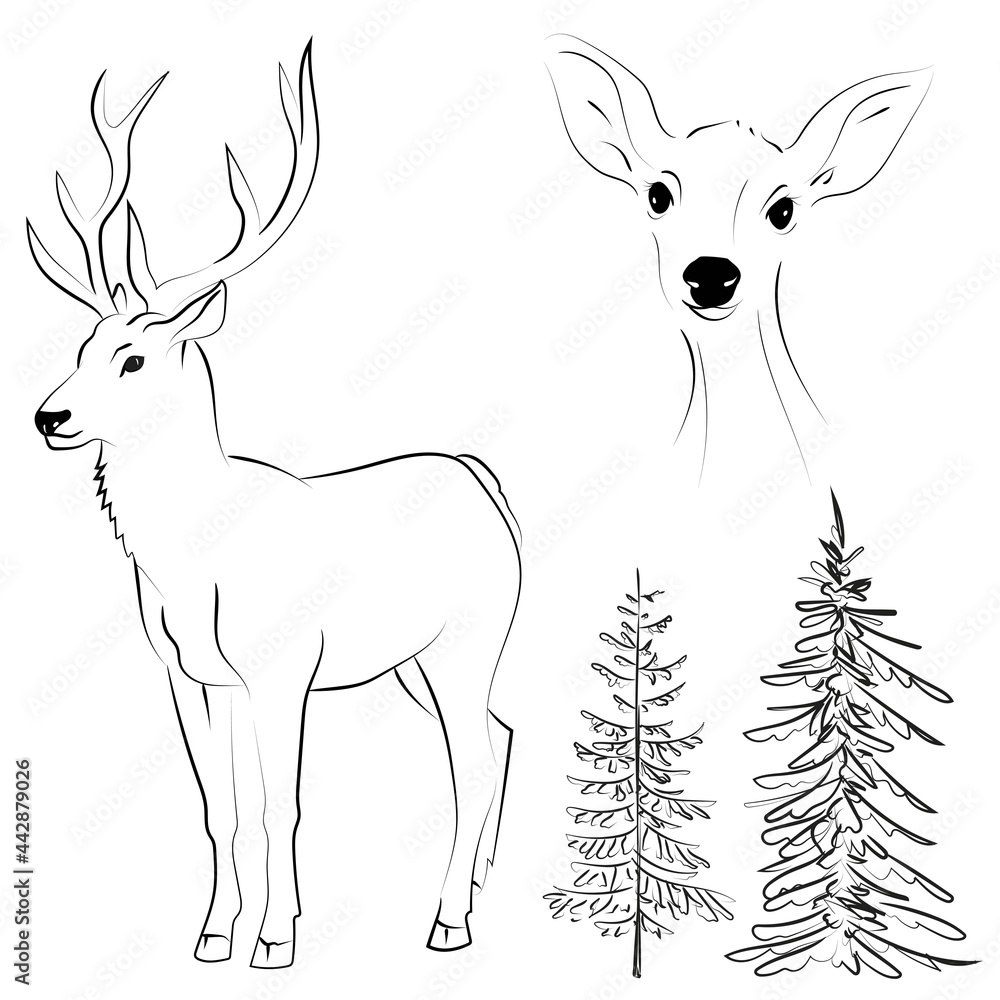Elegant outline drawing of deer collection, pine tree. Vector ...