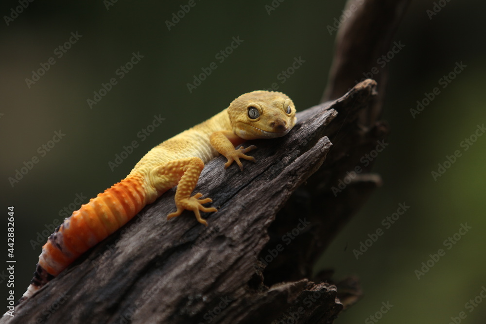 Leopard gecko is a ground-dwelling lizard native to the rocky dry ...