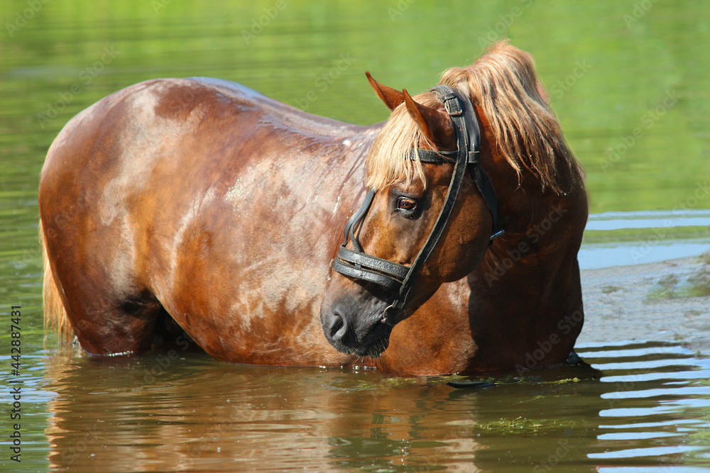 horse in the water, A beautiful horse stallion bathes in the lake on a ...