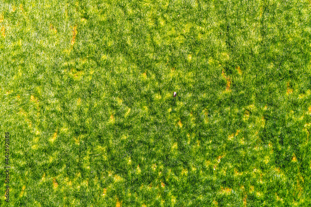 Textura de algas marinas en la playa Stock Photo | Adobe Stock