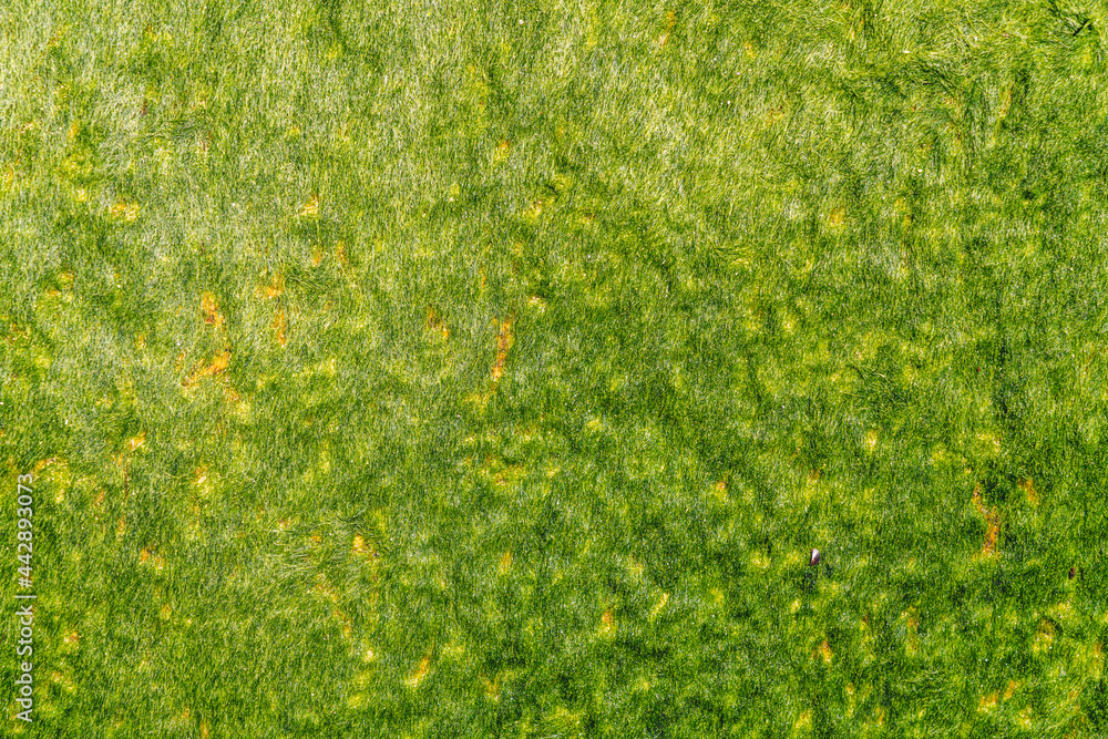 Textura de algas marinas en la playa Stock Photo | Adobe Stock
