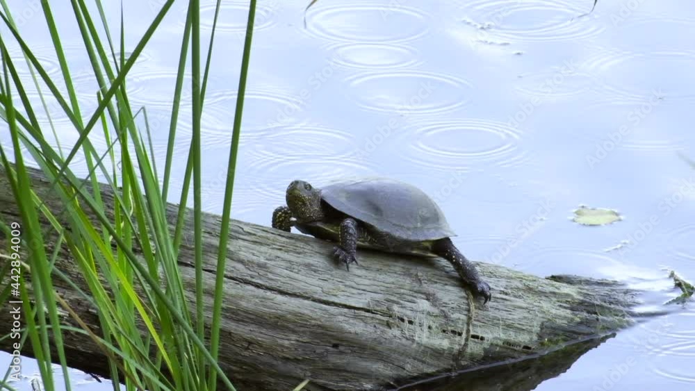 Turtle in natural habitat. European pond turtle (Emys orbicularis ...