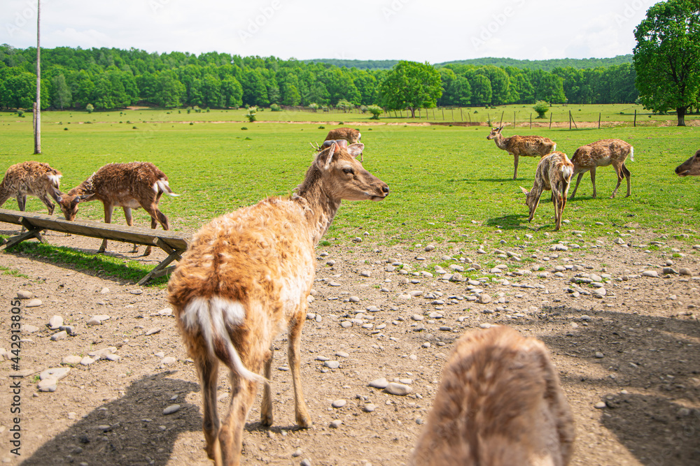 young deer in a nature reserve, reindeer farm, wild animals in a nature ...