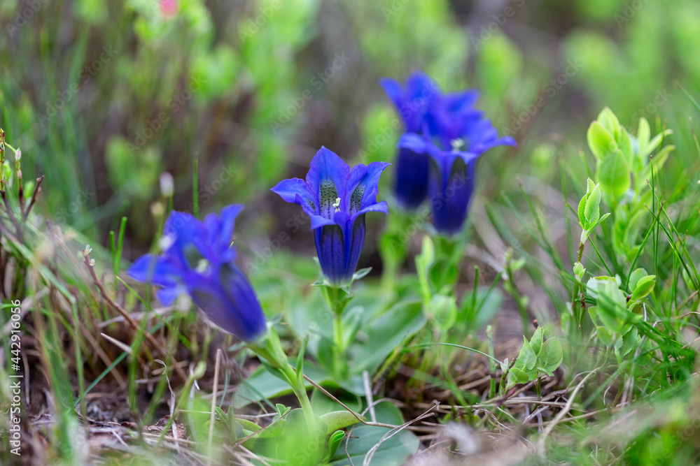 Gentiana acaulis, the stemless gentian] or trumpet gentian is a species ...