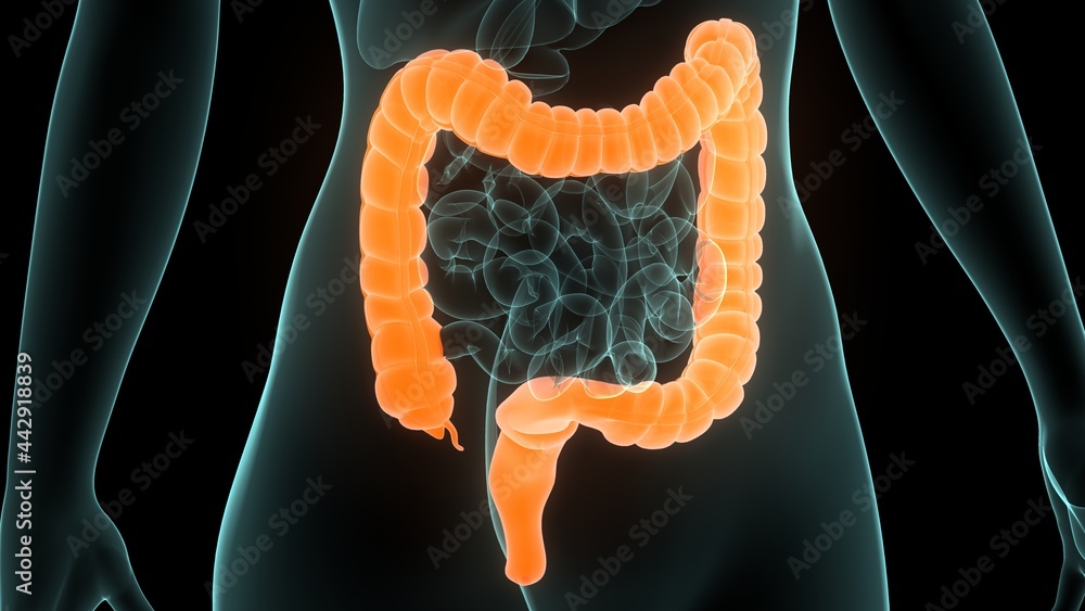 Human Internal Organs Digestive System Anatomy Stock Illustration ...