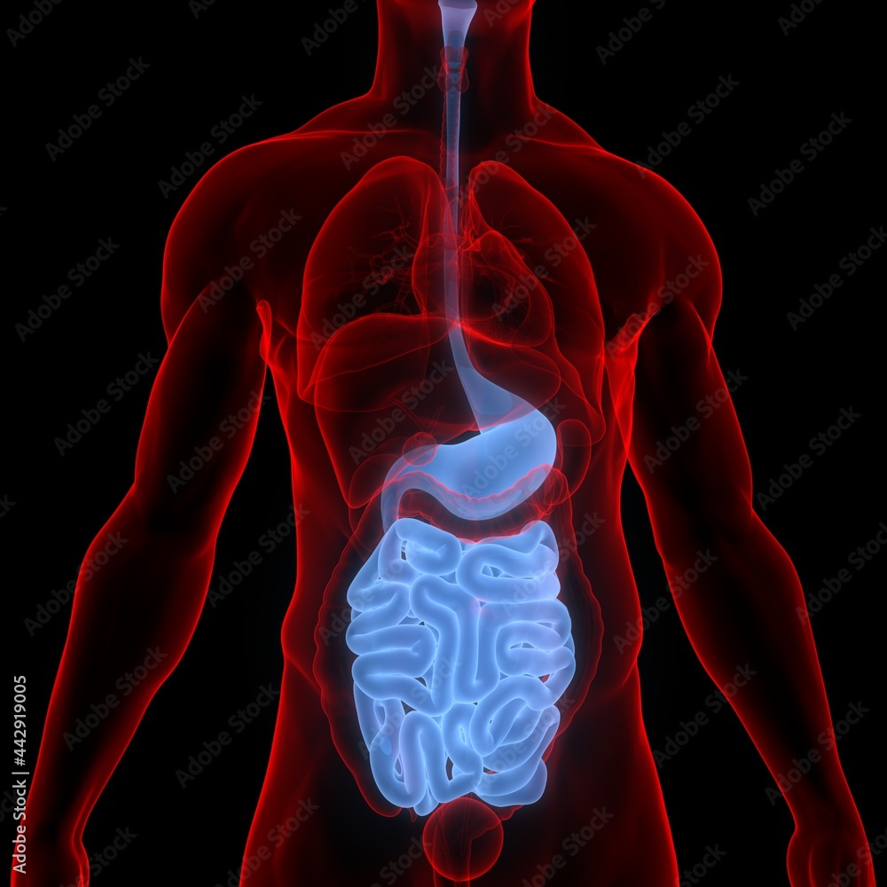 Human Internal Organs Digestive System Anatomy Stock Illustration ...