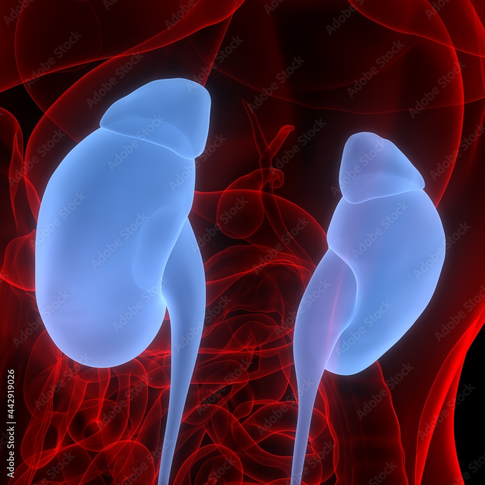 Human Internal Organs Urinary System Kidneys Anatomy Stock Illustration ...