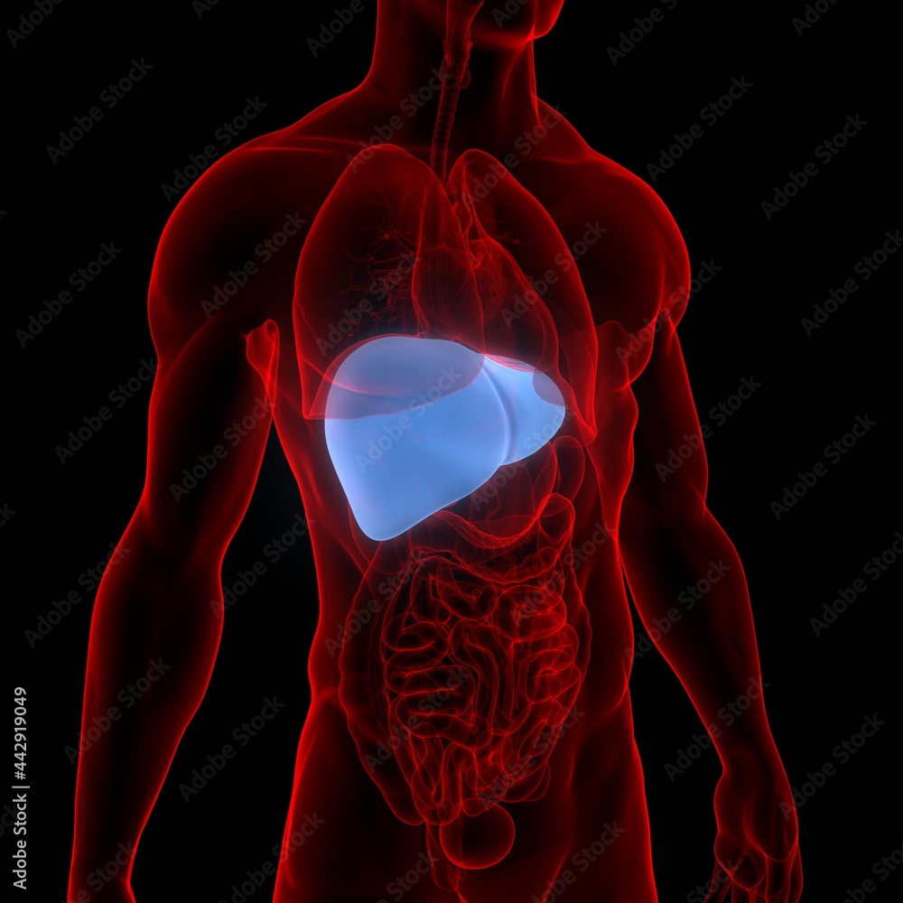 Liver is a Part Human Body Internal Organs Anatomy Stock Illustration ...