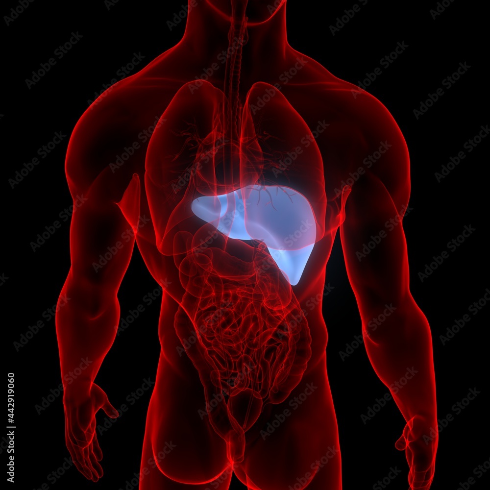 Liver is a Part Human Body Internal Organs Anatomy Stock Illustration ...