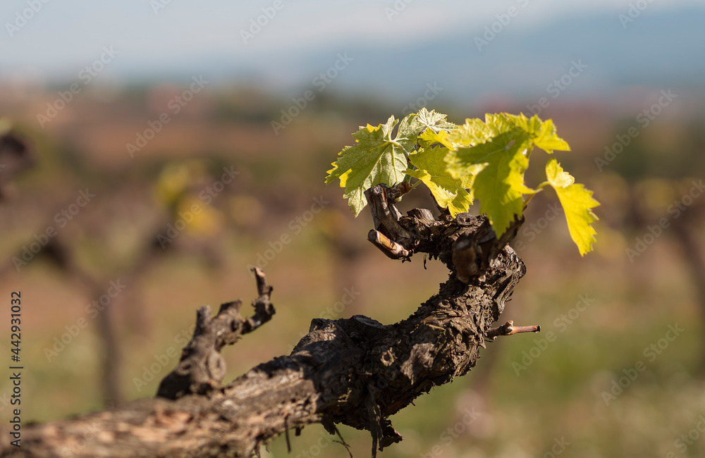 Vistas de unas hojas de parra en la punta de la rama que son los brotes ...