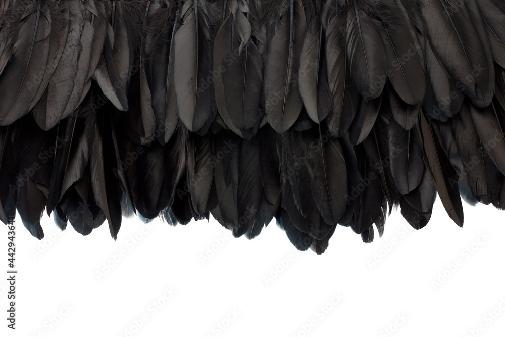 Black feathers texture background on white, clipping path Stock Photo ...