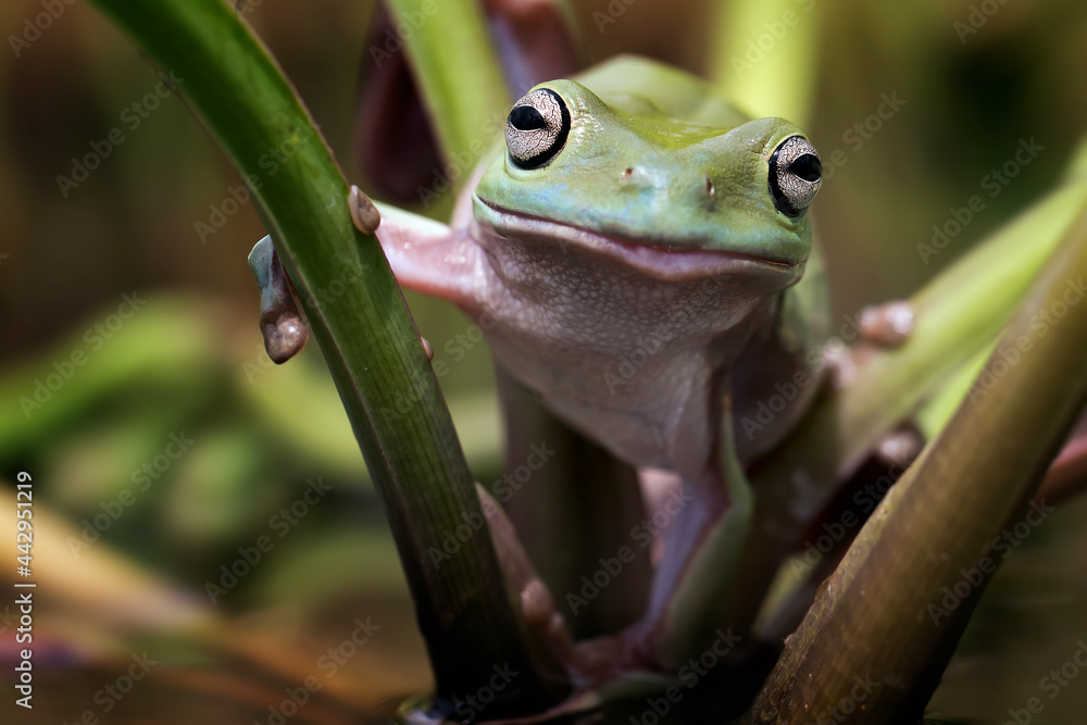 Funny Smiling Dumpy Tree Frog Ranoidea Caerulea In Various Angle And Colorful Natural Background