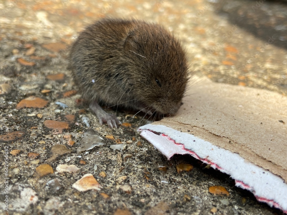bank vole small UK rodent mammal eating cucumber also known as meadow ...