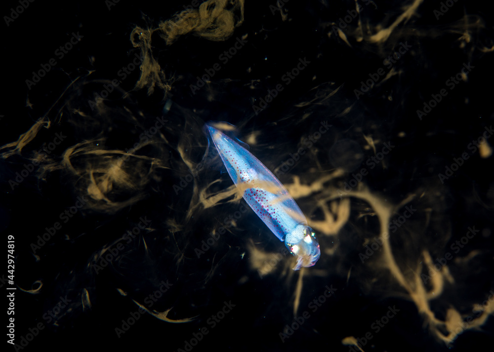 Transparent Blue squid with lot of vivid spots in deep ocean in night ...