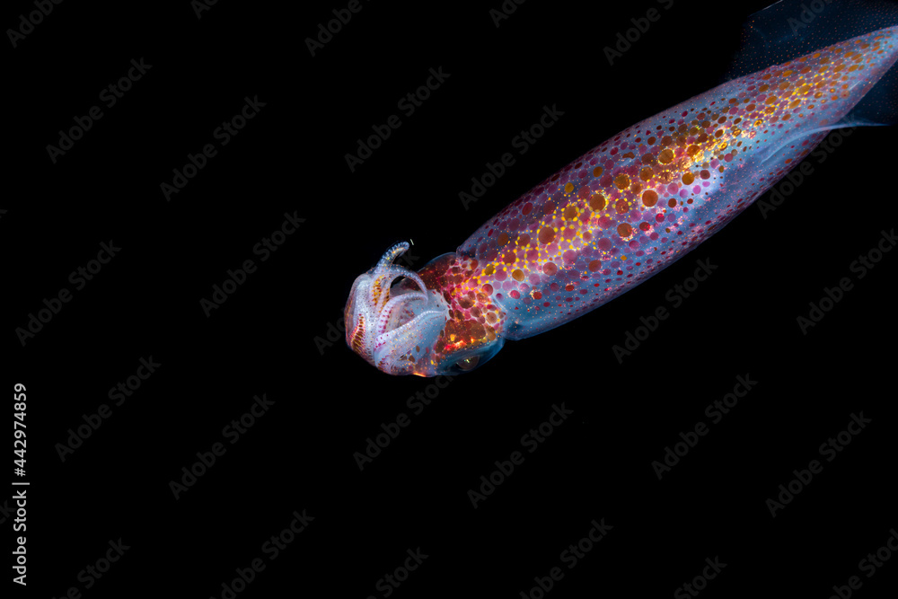 Transparent Red squid with lot of vivid spots in deep ocean in night ...