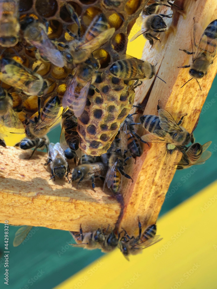 capped queen bee cell in a corner of brood frame, covered with bees ...
