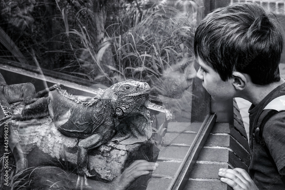 young boy and lizard staring at young boy and green iguana, Iguana ...