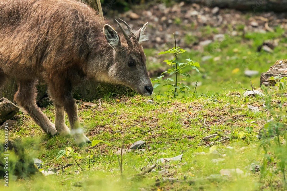 The Chinese goral (Naemorhedus griseus), also known as the grey long ...