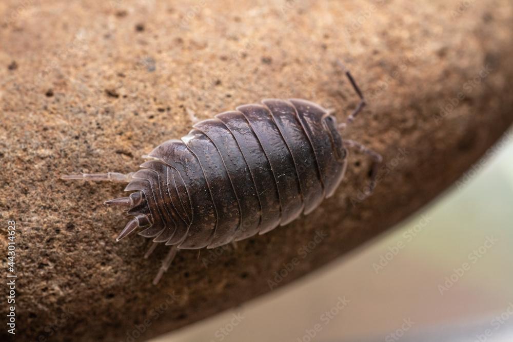 fotografias macro de Oniscidea, cochinillas de la humedad o chanchitos ...