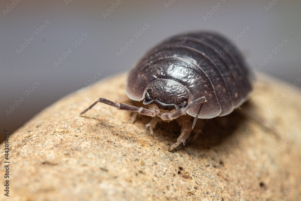 fotografias macro de Oniscidea, cochinillas de la humedad o chanchitos ...