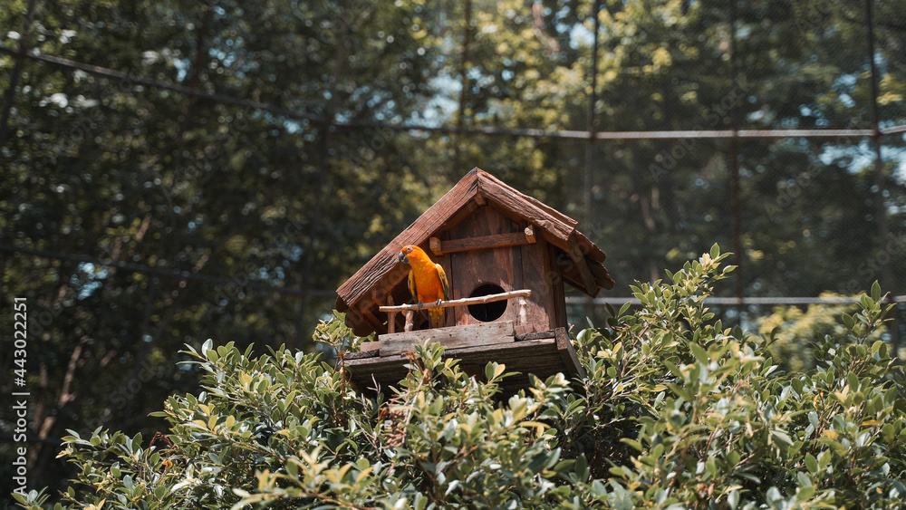 parrot hut cage habitat in aviary.happy bird playing in house on tree ...