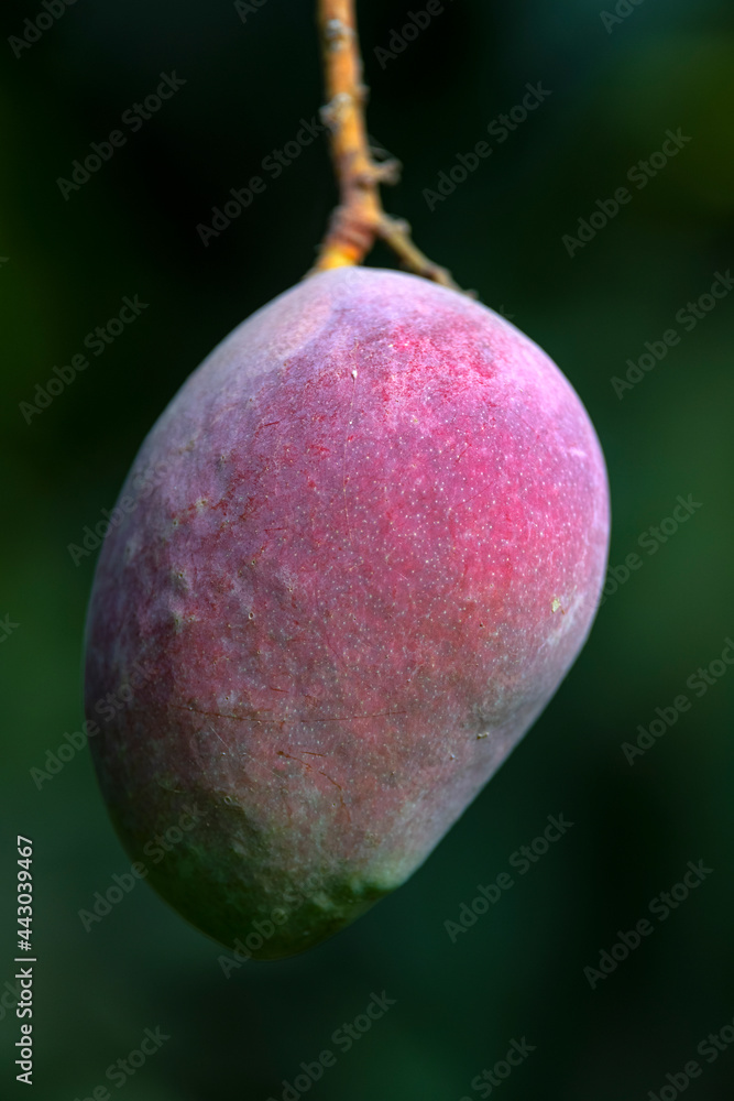 Foto de colourful mangoes from mango farms of Pakistan , best mangoes ...