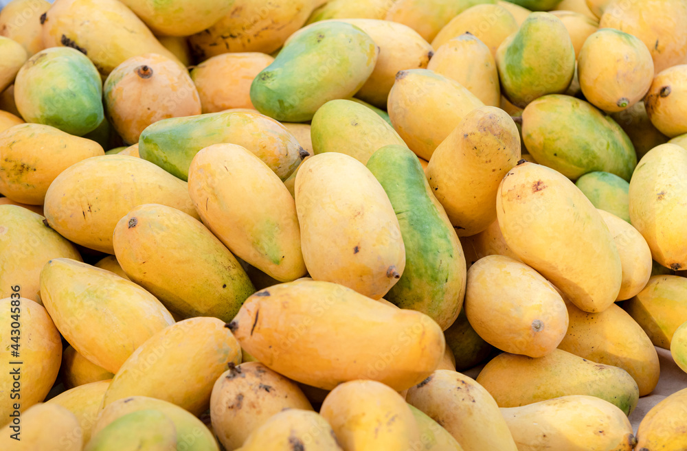 sweet mangoes in mango farm, best multani sweet mangoes , yellow ripped ...