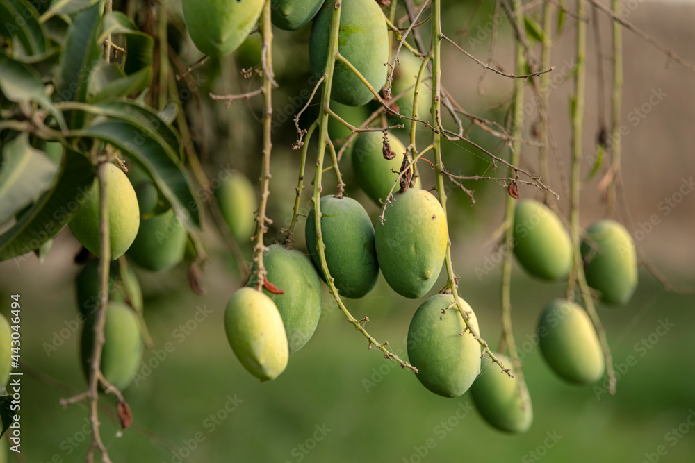 mangoes hanging on the branches of mango trees in farms in punjab ...