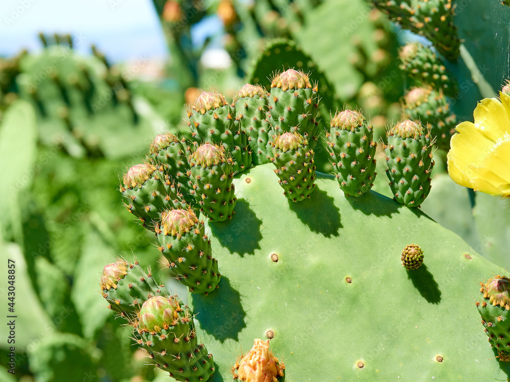 Opuntia ficus-indica. Prickly Pear, Indian Fig Cactus. Stock Photo ...