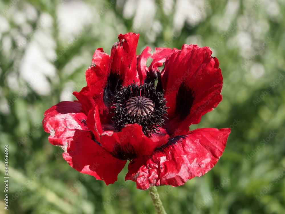 Papaver bracteatum | Iranian poppy or great scarlet poppy. Deep red ...