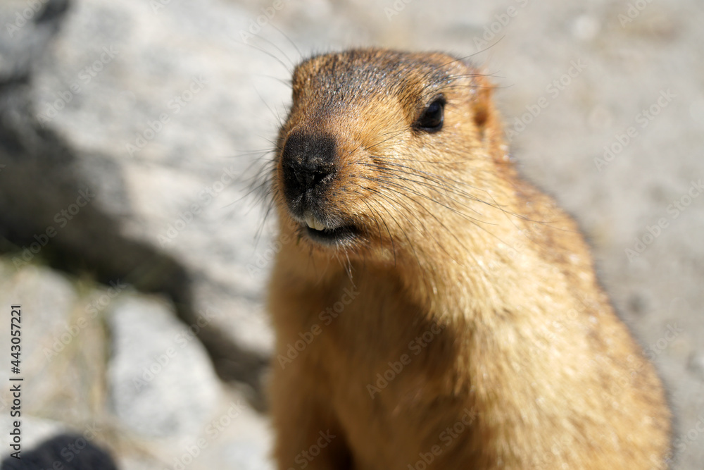 Foto de Animals scene of Marmots standing are large squirrels in the genus Marmota with Brown ...