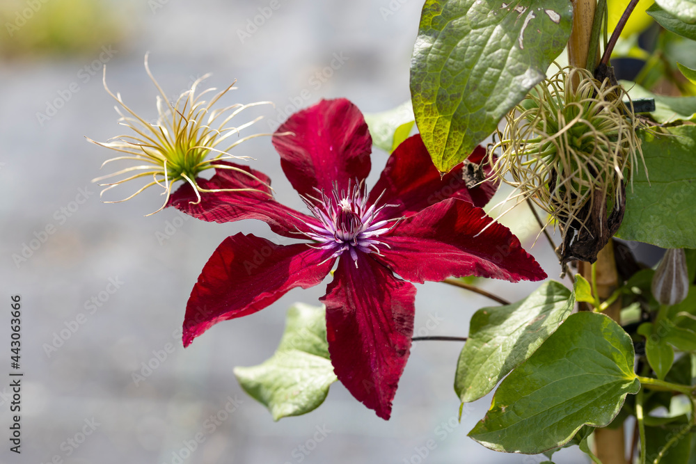 The flower of a Clematis boulevard. This cultivar is the Clematis ...