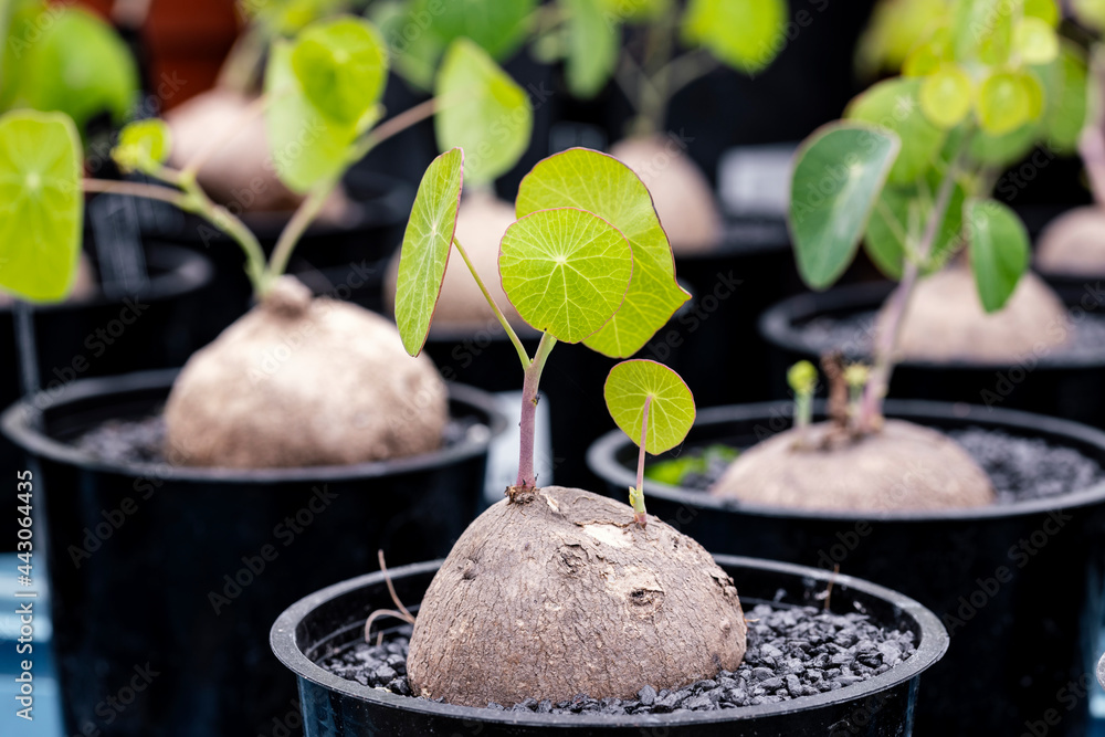 A cultivation of Stephania erecta plants in a plant nursery. Stephania ...