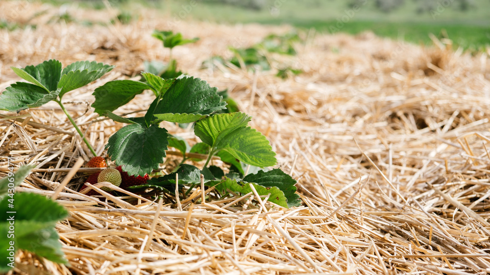 Growing Strawberries, use Straw to protect the fruit. Straw around ...