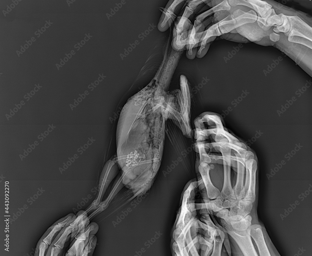 Bird x-ray, pigeon in vet hands, animal veterinary radiography Stock ...