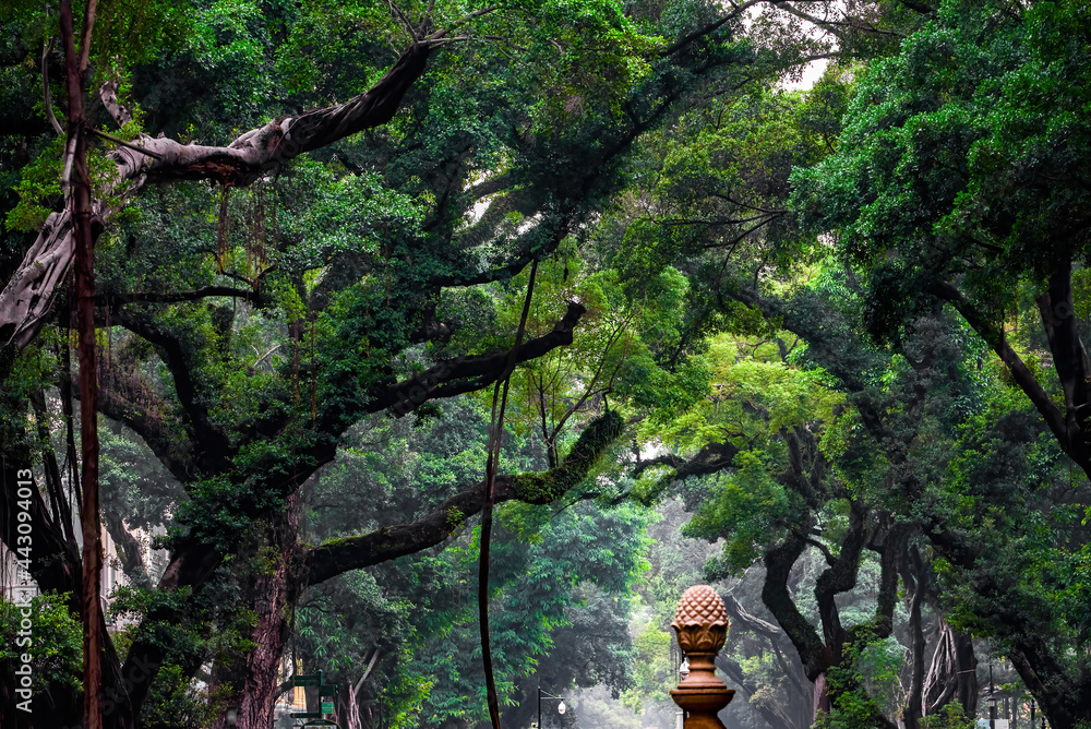 An old banyan tree in Shamian, Guangzhou, China, with tree-lined scenes ...