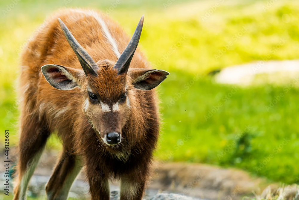 The sitatunga is a rare swamp-dwelling antelope. It is distinguished by ...
