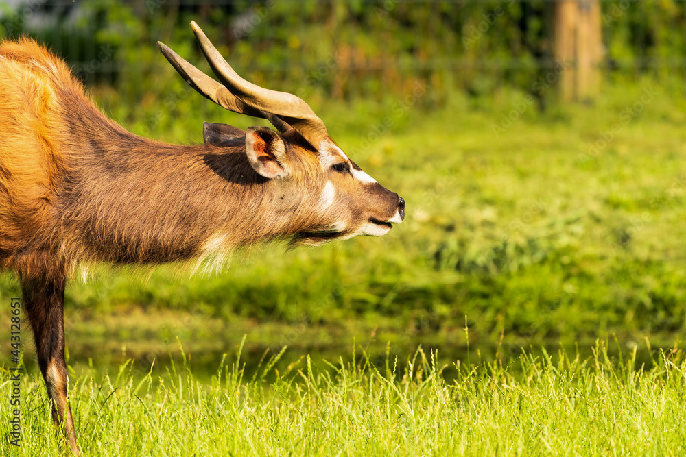The sitatunga is a rare swamp-dwelling antelope. It is distinguished by ...