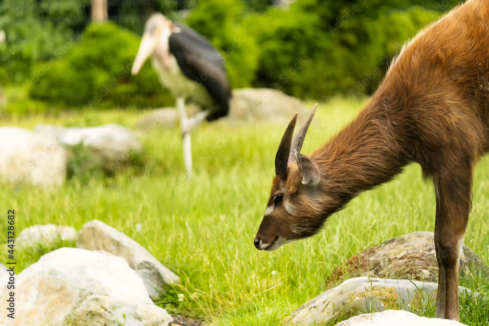 The sitatunga is a rare swamp-dwelling antelope. It is distinguished by ...