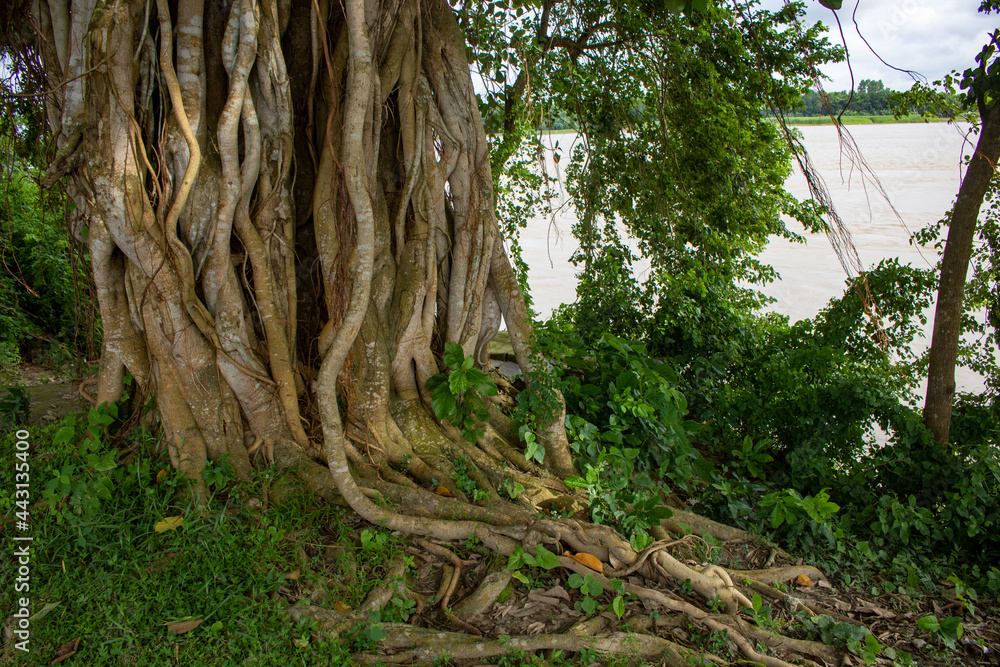 Picture of the roots of a large Banyan tree along the river. A banyan ...