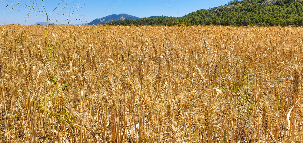 Campo de Cebada lista para recolección Stock Photo | Adobe Stock