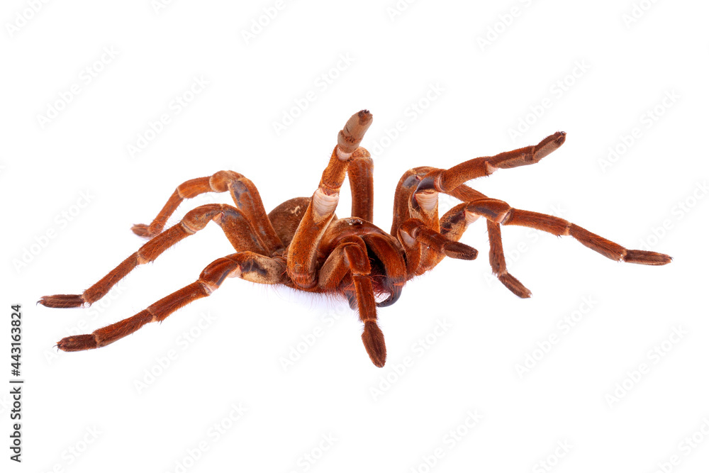Goliath Birdeater Tarantula on white background (Theraphosa blondi ...