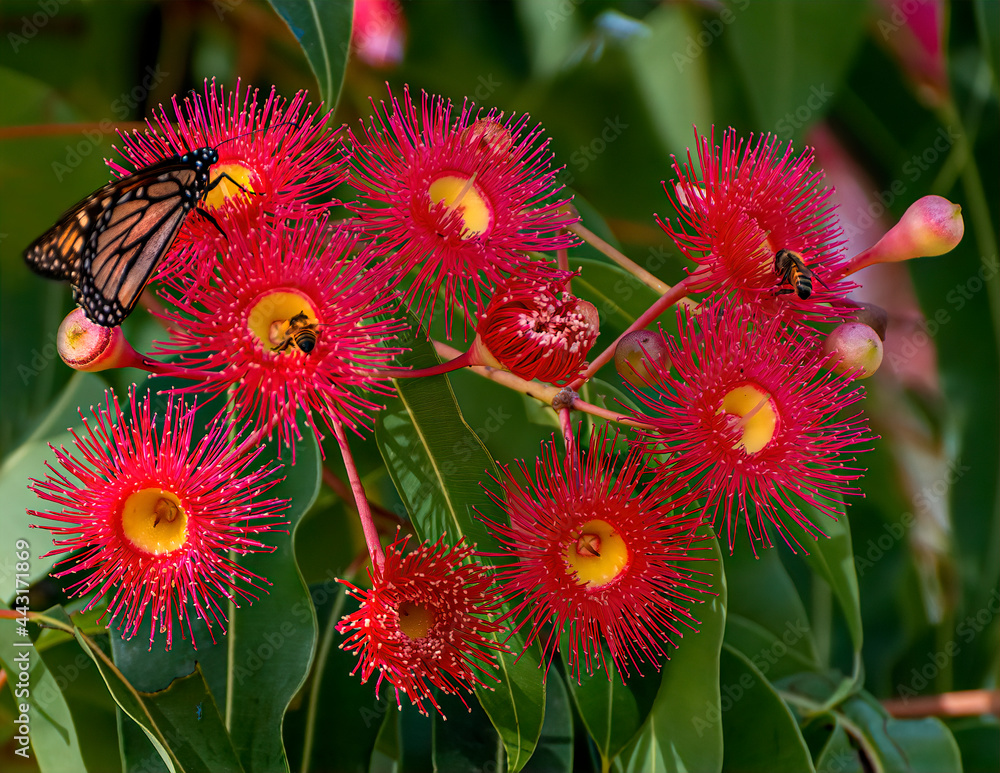 Red blossoms of the Australian native flowering gum tree Corymbia ...