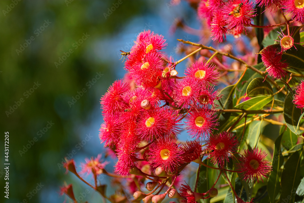Red blossoms of the Australian native flowering gum tree Corymbia ...
