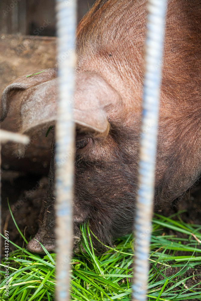piglet with dark brown hair and curled pig tail in a cage eating grass ...