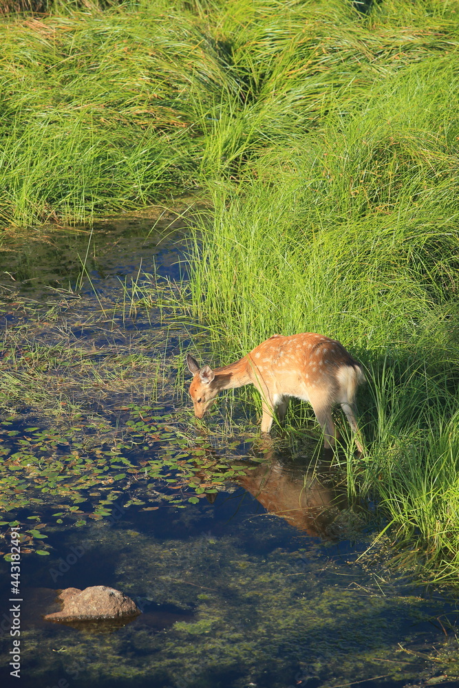 Mt.Rausu, Shiretoko Peninsula, world Heritage 真夏の知床半島、羅臼岳登山 Stock Photo ...