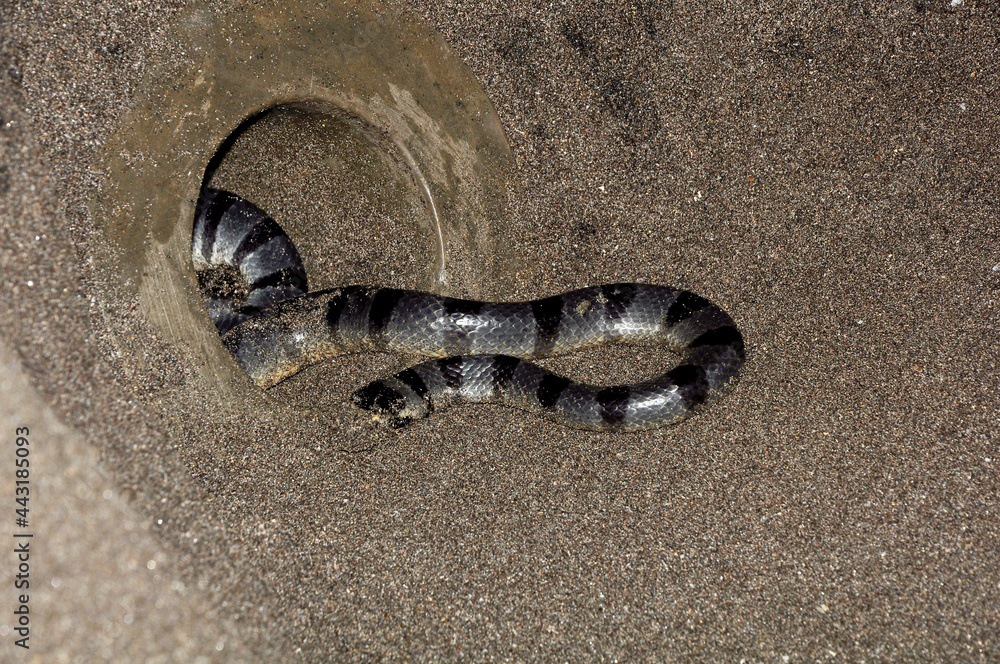 Sea Water snake wit black and white color staying on the sand Stock ...