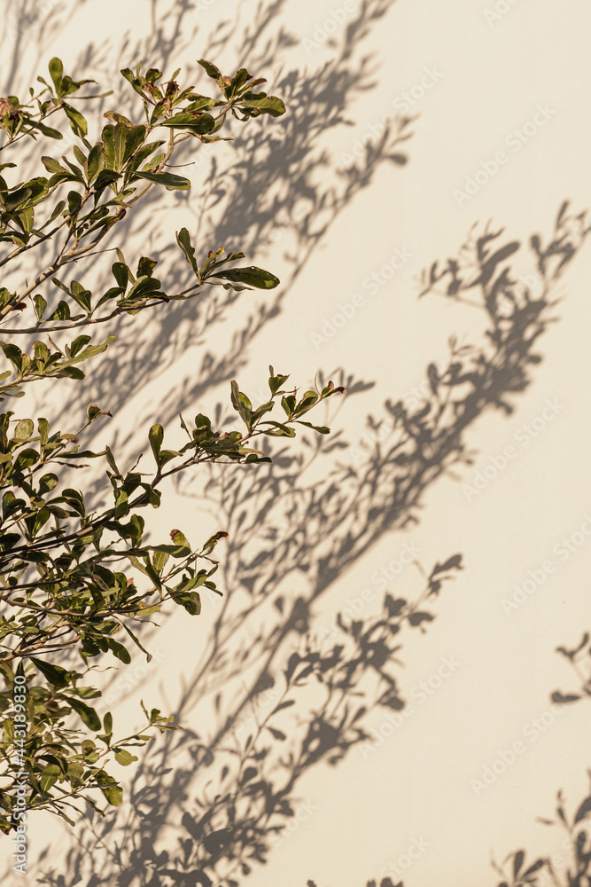 Green tree plant leaves and sunlight shadows on neutral beige wall ...